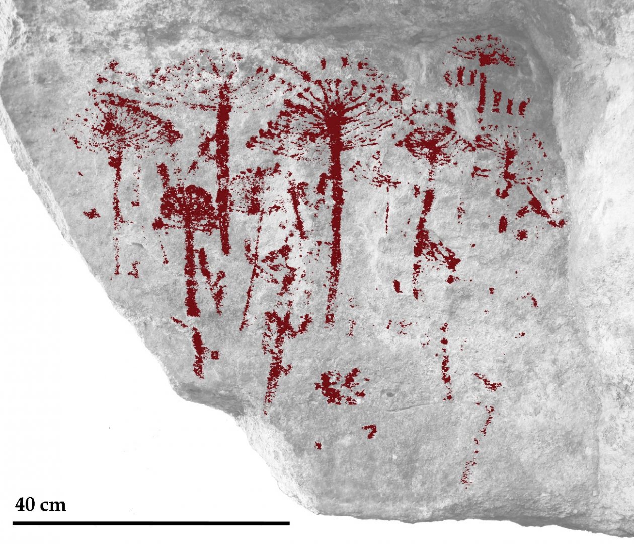 Grupo com professores da UEPG descobre registro rupestre inédito de araucárias – Universidade ...